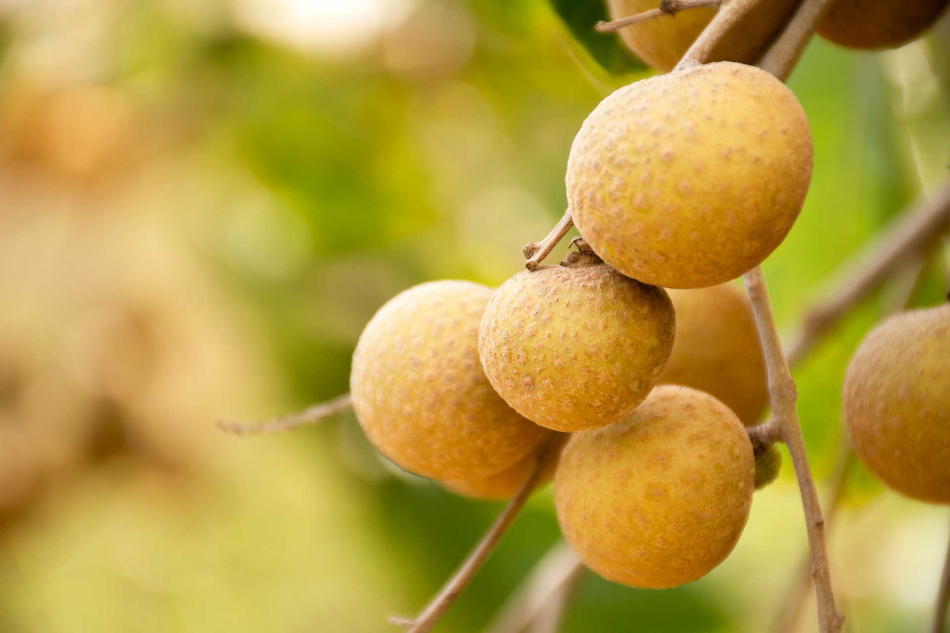 Royal88 – We pickup fresh longan daily and day to day packing